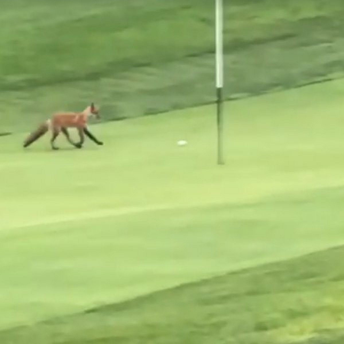 கோல்ஃப் பந்தைத் தூக்கிச் செல்லும் நரி! வைரலாகும் வீடியோ | Fox stealing ...