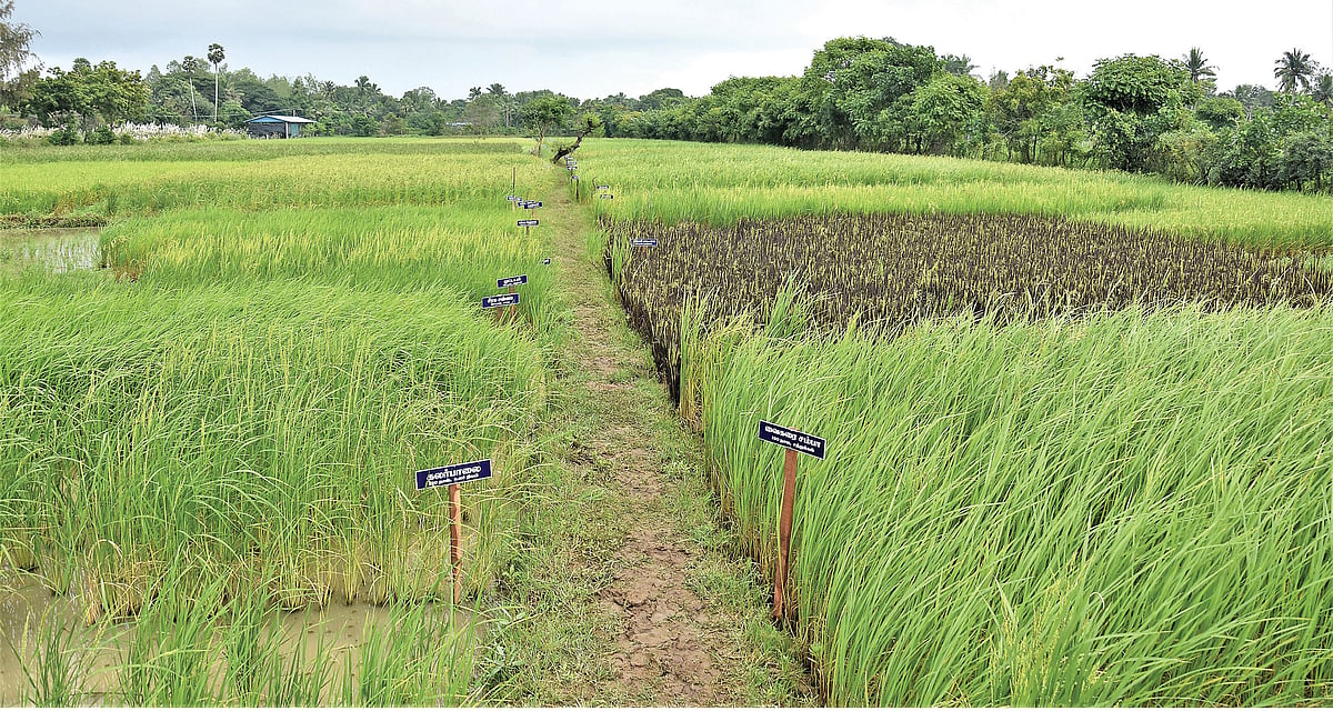 பாரம்பர்ய நெல் சாகுடியிலும் அள்ளலாம் லாபம்; பசுமை விகடன் வழங்கும் ...