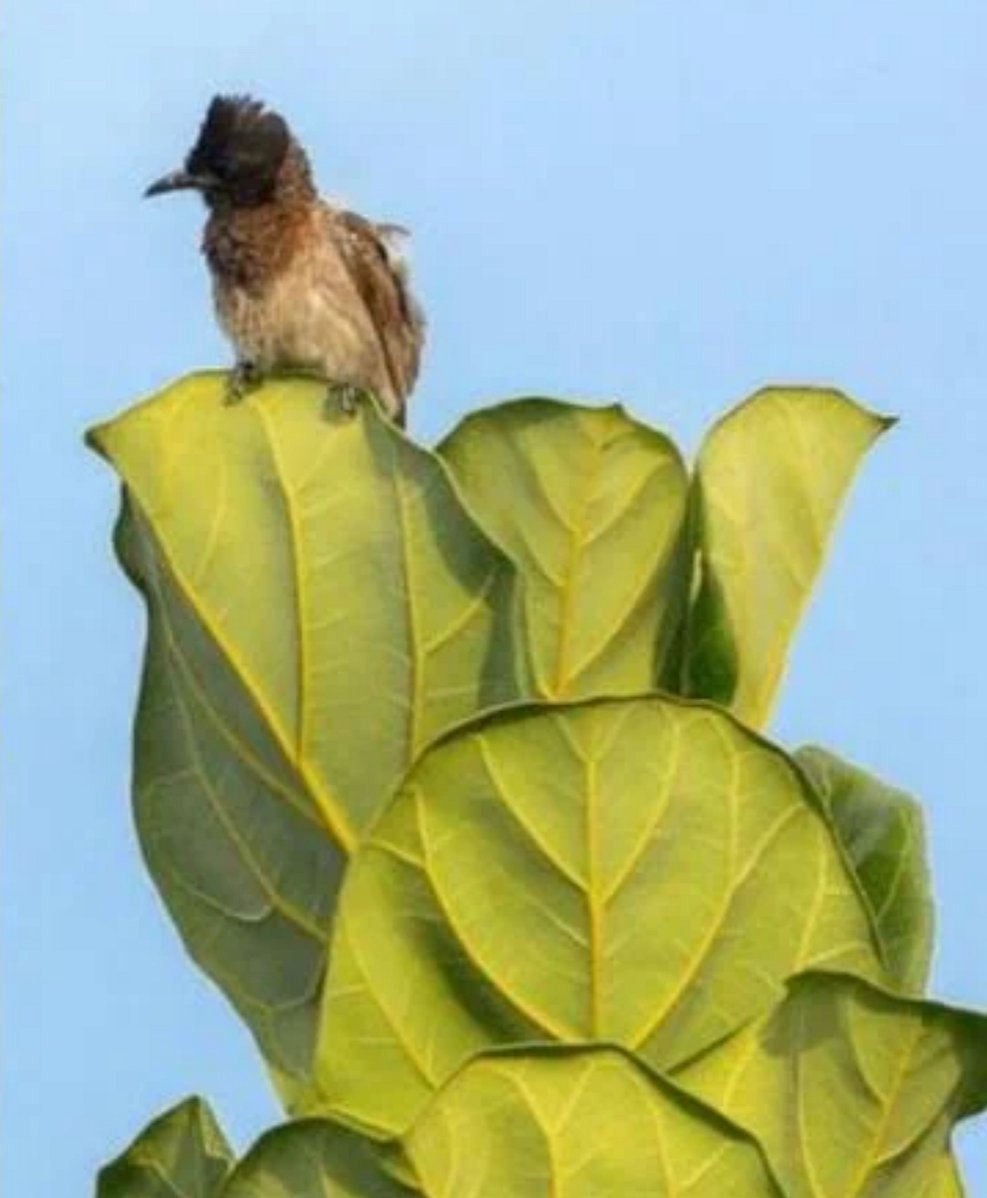 Mammootty: மம்மூட்டி எடுத்த புல்புல் பறவையின் புகைப்படம் - இத்தனை ...