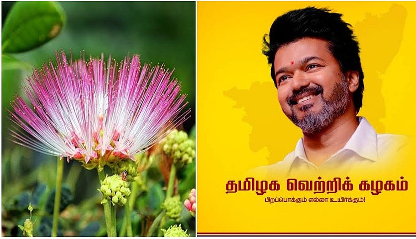 விஜய்யின் தமிழக வெற்றிக் கழக கொடியில் வாகை மலர் உள்ளதா..?! அதன் ...