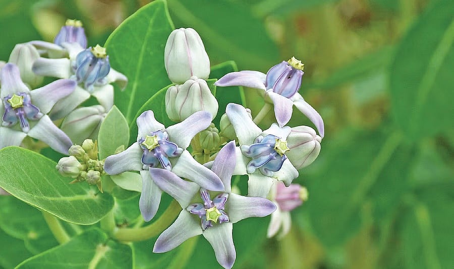 Heel Pain: குதிகால் வலி போக்கும் எருக்கு இலை...எப்படி பயன்படுத்துவது ...