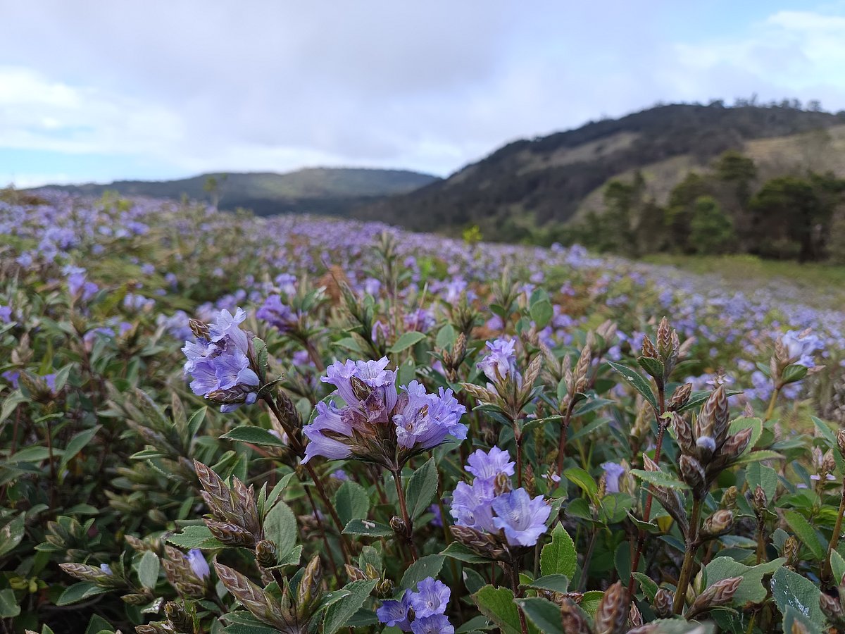 Kurinji : 12 ஆண்டுகளுக்குப் பின் நிகழ்ந்த இயற்கையின் அற்புதம்; `நீல ...
