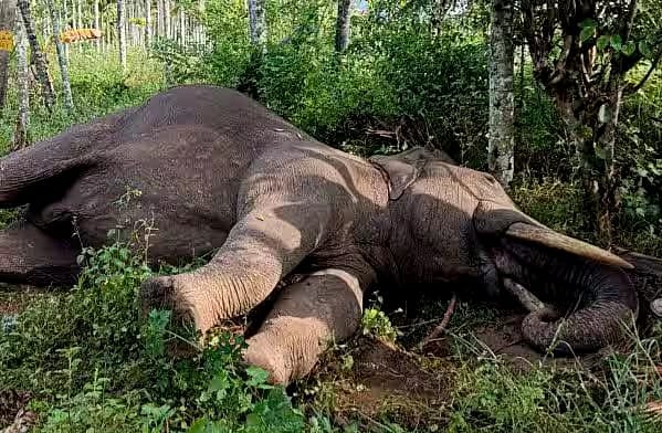 Wayanad: உணவு தேடிவந்த யானை; நொடியில் நிகழ்ந்த விபரீதம்; துடிதுடித்து ...