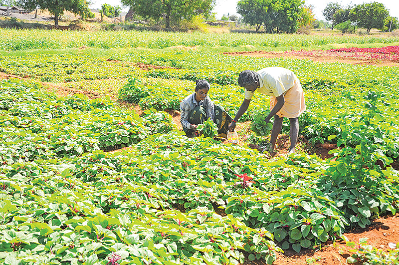 Health: தெரியாத கீரை; ஆனால், சாப்பிட வேண்டிய கீரை அது... ஏன் தெரியுமா ...