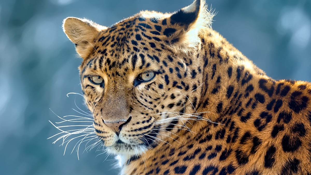 Infosys அலுவலகத்துக்குள் நுழைந்த சிறுத்தை... ஊழியர்களுக்கு WFH - என்ன ...