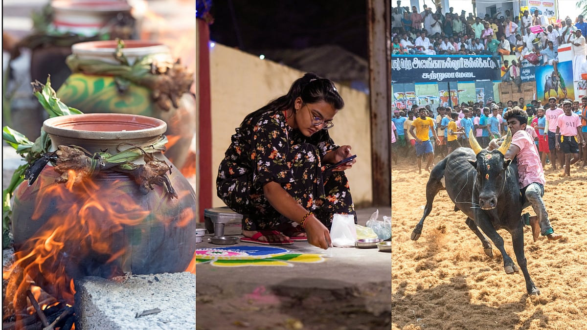 Pongal: அமெரிக்கா முதல் இஸ்ரேல் வரை; உலகெங்கும் கொண்டாடப்படும் அறுவடை ...