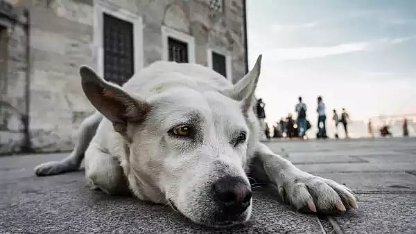 Morocco: கொல்லப்படும் 30 லட்சம் நாய்கள்- பின்னணி என்ன?|Morocco planning ...