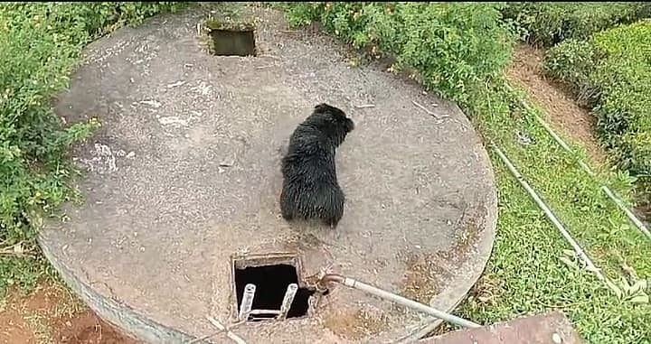 கோத்தகிரி: குடிநீர்த் தொட்டிக்குள் தத்தளித்த கரடிகள்; சாதுரியமாக ...