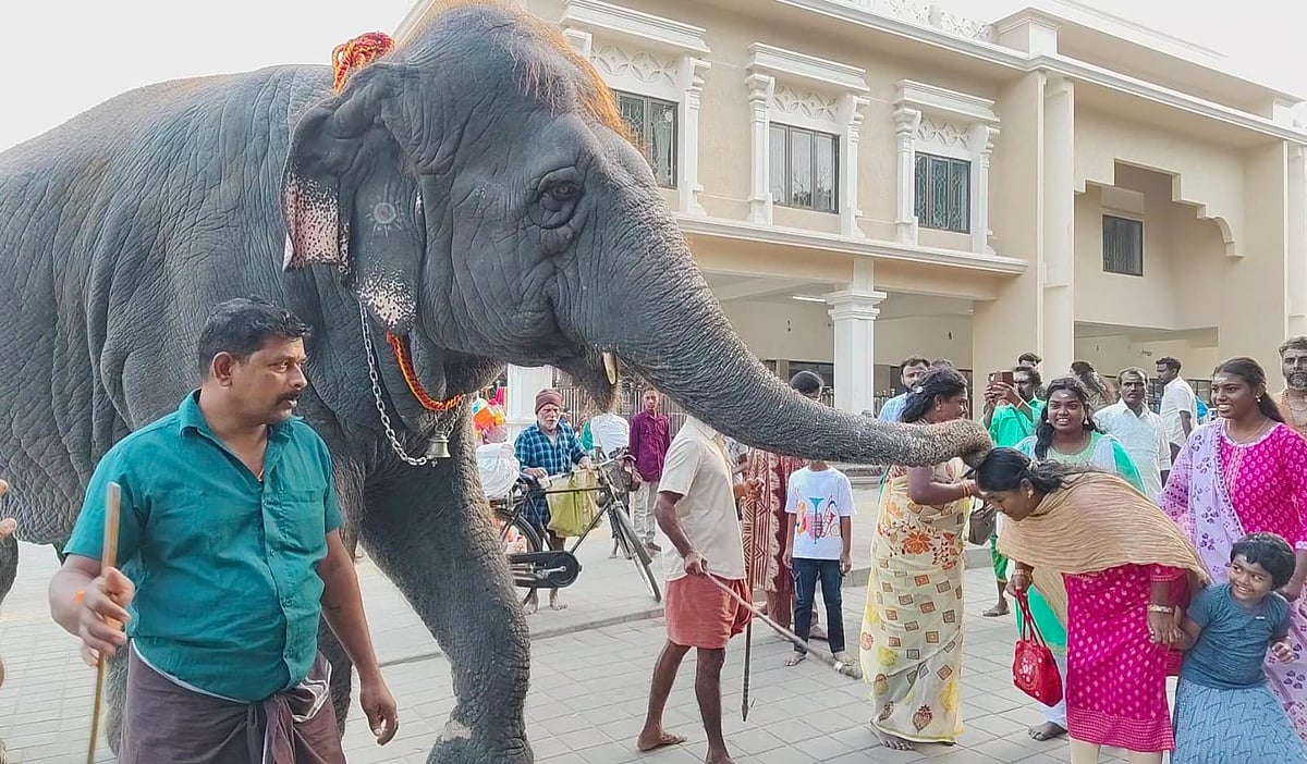 திருச்செந்தூர்: 2 மாதத்திற்குப் பிறகு ஆசி வழங்கிய தெய்வானை யானை ...
