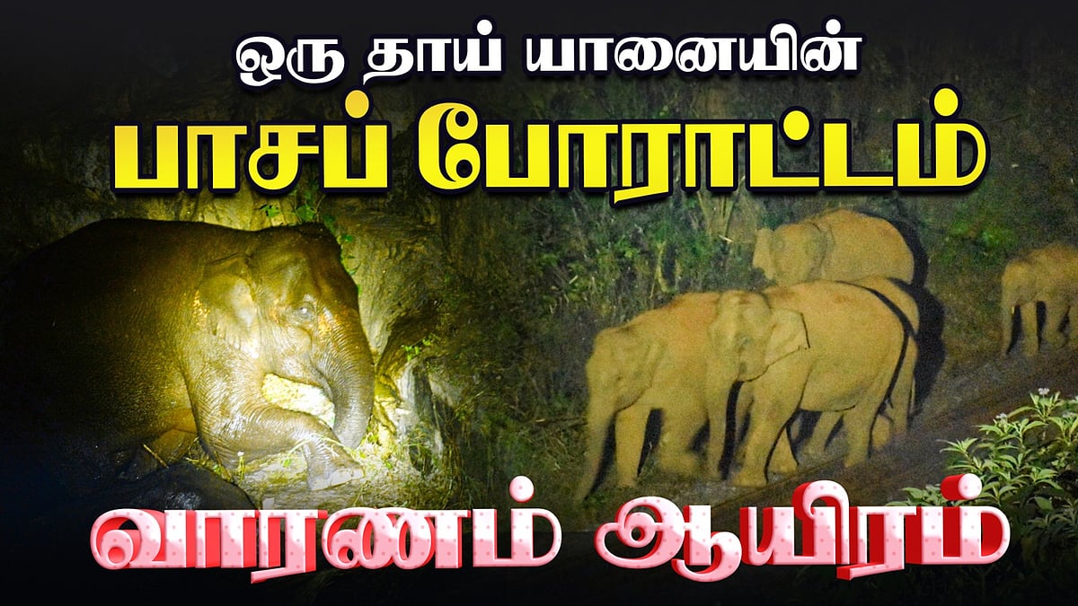 Elephant vs Human Conflict | குட்டிக்காக தாய் யானை நடத்தும் பாசப் போர் ...