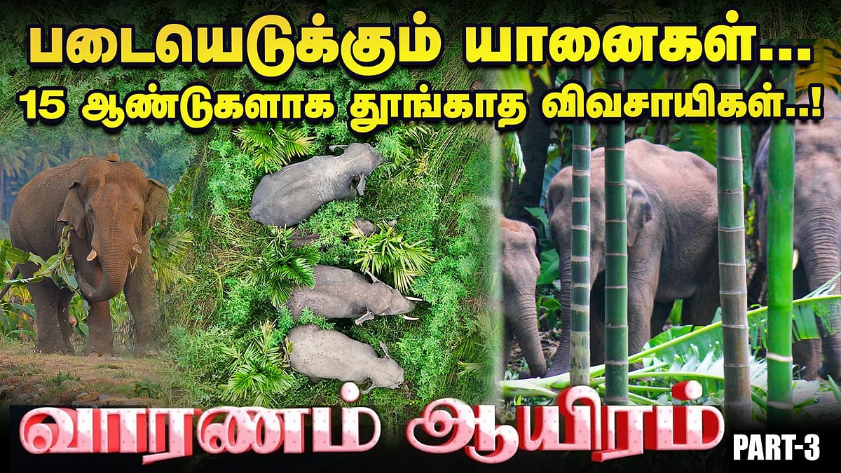 யானைகளால் கலங்கும் விவசாயிகள் - Elephant vs Human conflict web series ...