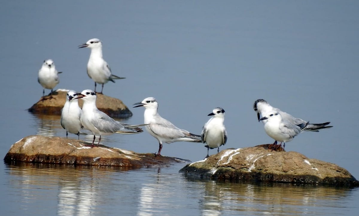 ``பண்ணவாடியில் முகாமிட்டுள்ள வெளிநாட்டுப் பறவைகள்" - பறவை ஆர்வலர்கள் ...