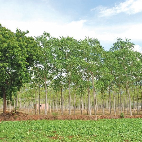 Pasumai Vikatan - 10 April 2018 - மரம் வளர்க்க வேண்டுமா ...