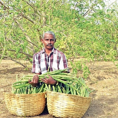 Pasumai Vikatan - 10 September 2016 - 2 ஏக்கர், ரூ. 3,74,000... ‘நச் ...