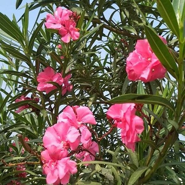 நெடுஞ்சாலைகளில் அதிகம் வளர்க்கப்படும் செவ்வரளி... காரணம் என்ன? | Why ...