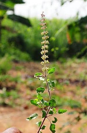Thulasi Health Benefits (Tamil) | துளசியின் மருத்துவ பயன்கள் - Vikatan