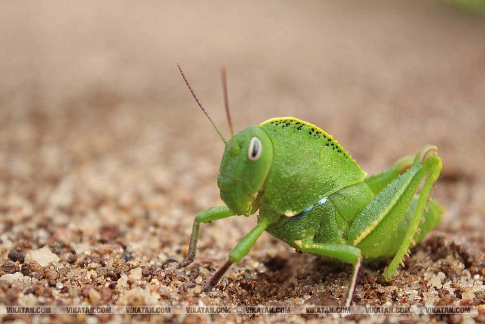 பார்க்க.. ரசிக்க... இயற்கை அழகு கொஞ்சும் பசுமையான குதிரைவெட்டி கிராமம் ...