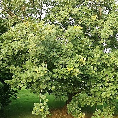 குப்பைக்கிடங்கு இப்போ குளு குளு பூங்கா...! | Chennai Tree Walk - Vikatan
