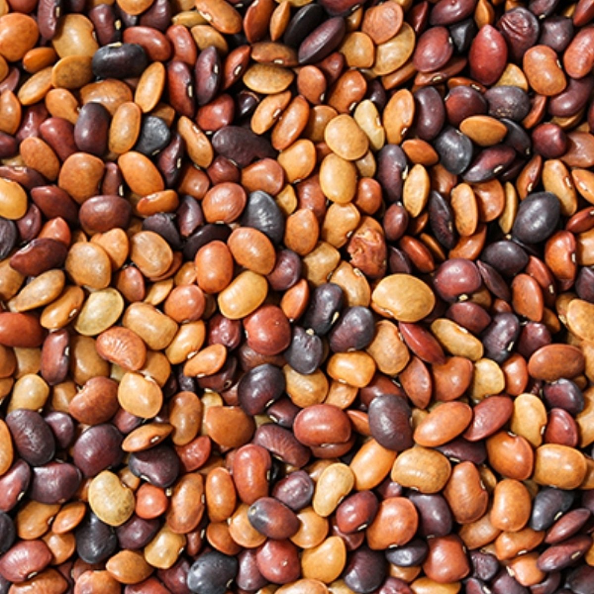 Kollu Benefits (Tamil) | கொழுப்பு, உடல் எடை குறைக்கும்... கொள்ளு தரும் ...