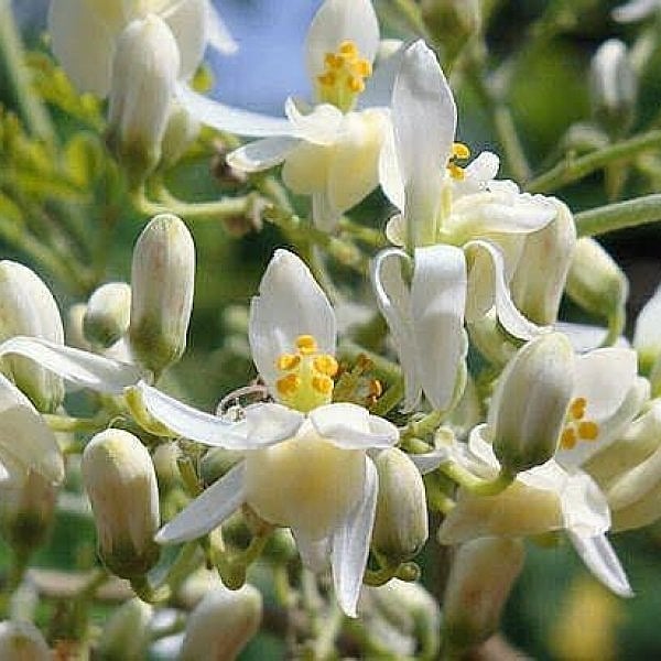 Drumstick flowers – natural ‘Viagra’ | Drumstick flowers – natural ...