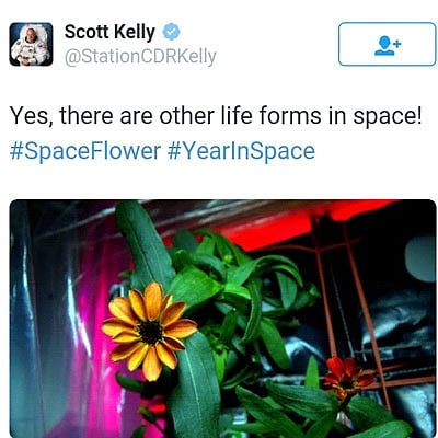 ஸின்னியா (Zinnia) - விண்வெளியில் மலர்ந்த மலர்! | First ever flower ...