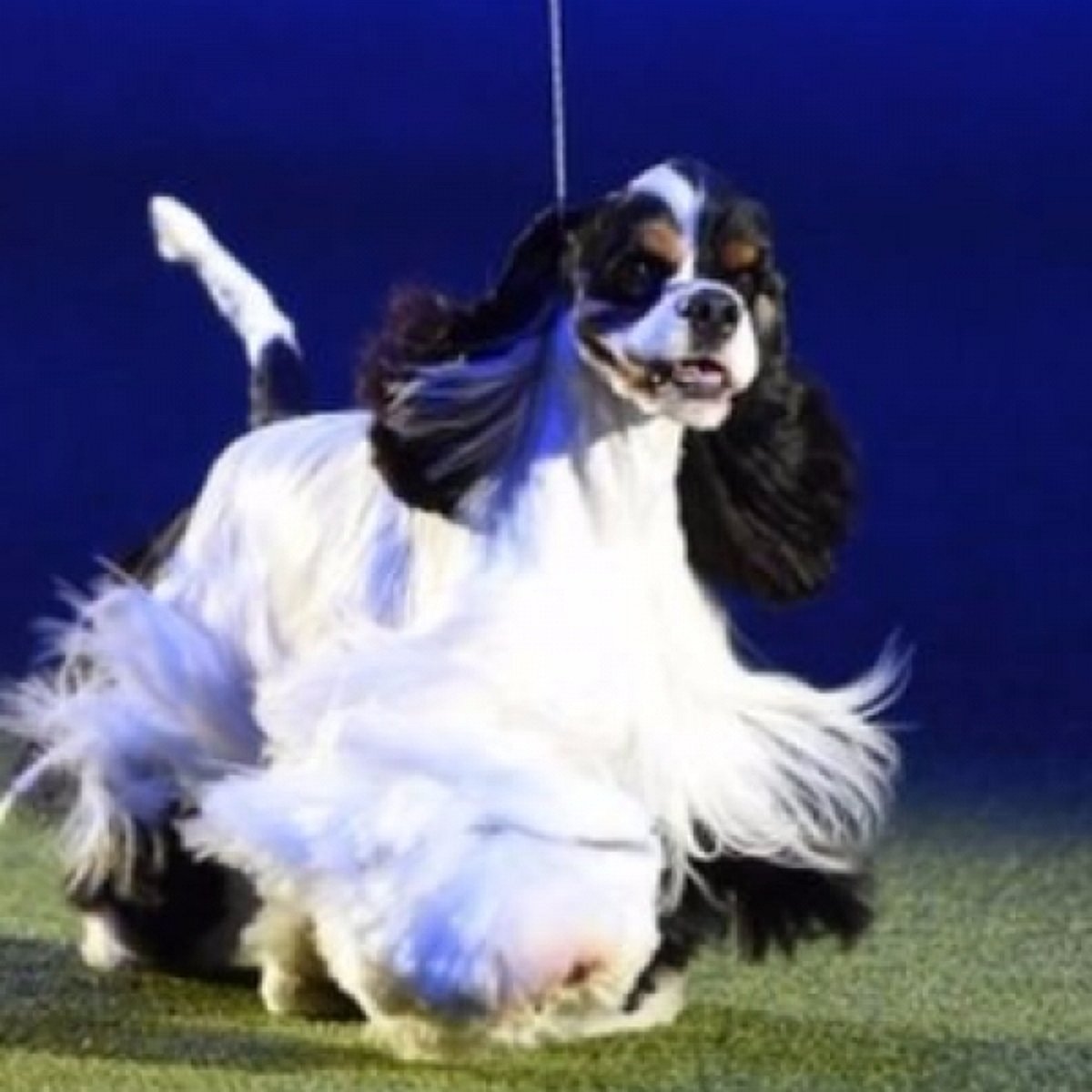 இந்த ஆண்டின் சிறந்த நாய் இதுதானாம்! | Crufts 2017: Cocker Spaniel wins ...