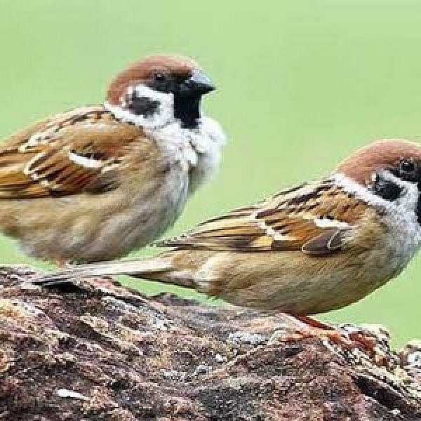 சிட்டுக்குருவி பாடுது; அது பெட்டைத்துணையைத் தேடுது! # ...