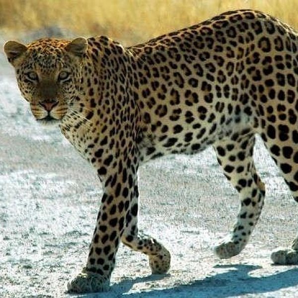 நான்கு மாதக் குழந்தையைத் தாக்கிப்பறித்த சிறுத்தை! | Leopard attacks a ...