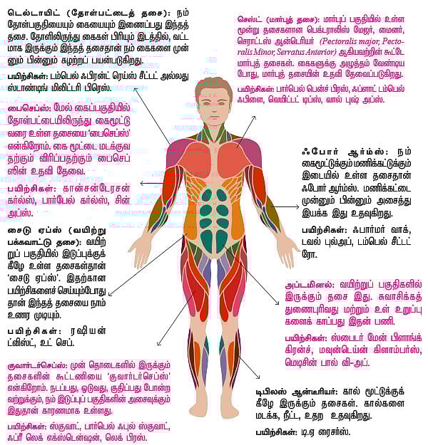 Doctor Vikatan - 01 November 2015 - தசைகள் 16 | 16 Muscles of the Human ...