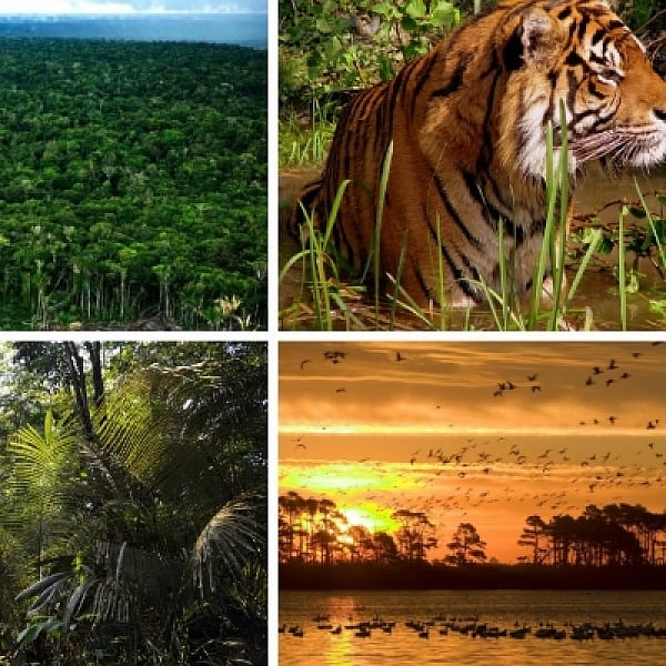 மொத்த நிலத்தில் 33% காடு வேண்டும் என்கிறது சட்டம்...உண்மை என்ன? # ...