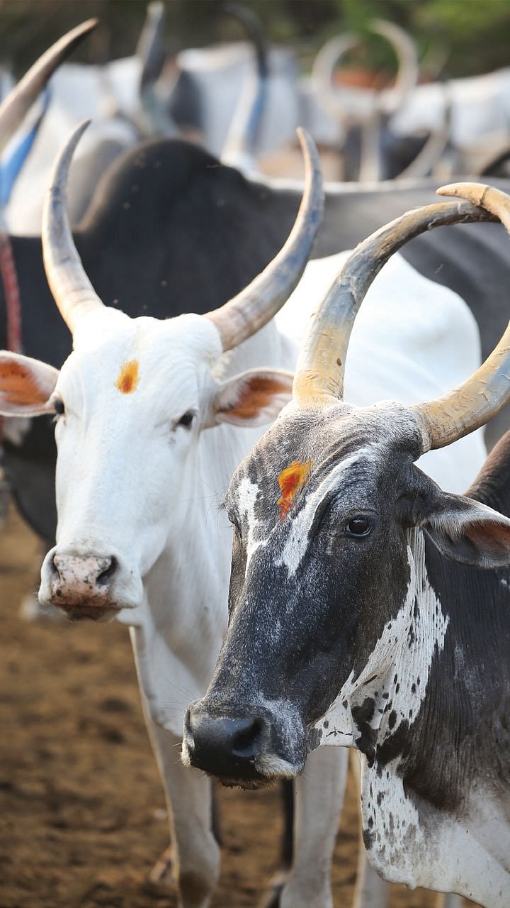 Pasumai Vikatan - 25 January 2019 - ஜல்லிக்கட்டு... உழவு... பால் ...