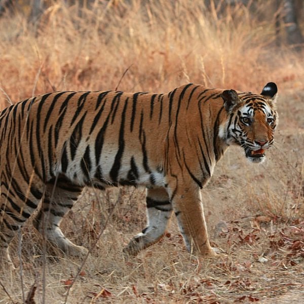 கிராமத்தோடு புலிகளை வேட்டையாடியவர், இப்போது புலிகளின் பாதுகாவலர் ...