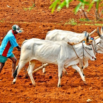 Diwali Malar - 31 October 2016 - விற்றுவிட்ட நிலத்தோடு ஓர் உரையாடல் ...