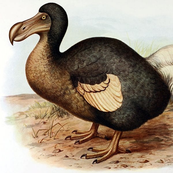 "டோடோவைப் போலச் சாகாதே..!" - அப்பாவி பறவையின் அழிவு #Dodo | A extinct ...