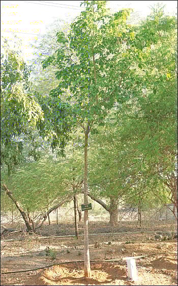 Pasumai Vikatan - 10 July 2017 - மரம் செய விரும்பு! - 10 - விஷத்தை ...