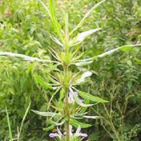 மாதவிலக்குக் கோளாறு நீக்கும்; தாம்பத்யம் சிறக்க உதவும் நீர் முள்ளி ...