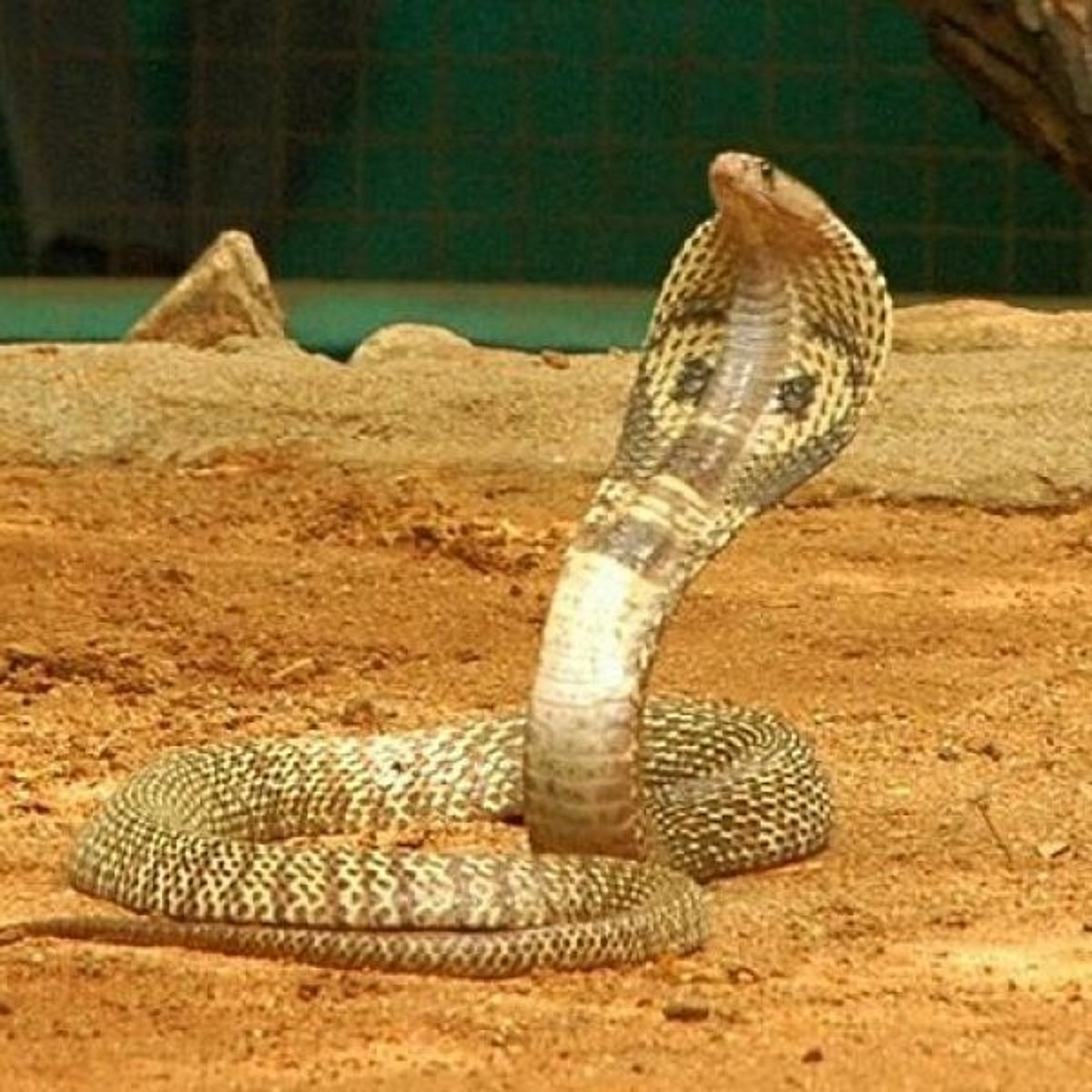 பாம்புகள் கனவில் வந்தால், பலன்கள் பரிகாரங்கள்! #Astrology | Story about ...