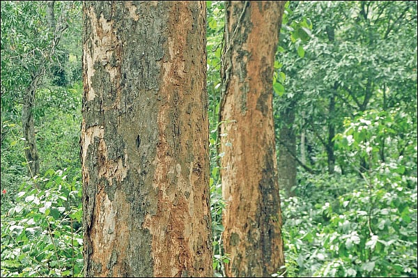 Pasumai Vikatan - 25 April 2017 - இரும்பு மரம் ‘ஈட்டி’! | Trees series ...