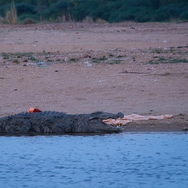 பசியால் வாடும் முதலைகள்... ஊருக்குள் நுழையும் ஆபத்து... அணைக்கரையை ...