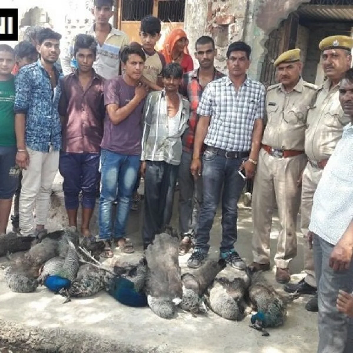 11 மயில்களின் உயிரைப் பறித்த அக்னி வெயில் 11 Peacocks Died Due To Extreme Heat In Forests Of