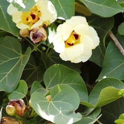 புயலைத் தாங்கும் பூவரச மரம்..! | Poovarasu tree can withstand the ...