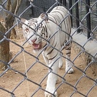 புலிக்குட்டிகளை தத்தெடுத்த மாணவர்கள்! | Students Adoption tiger cubs ...