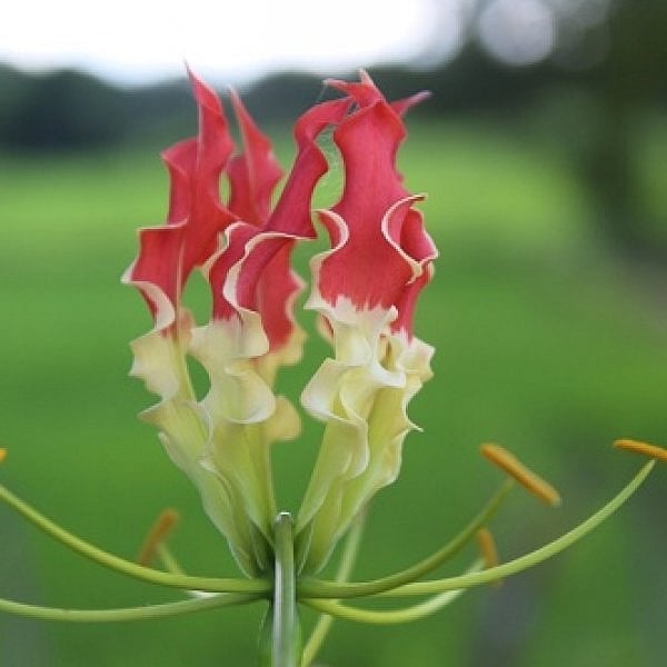 தமிழ்நாட்டின் மாநில மலர் செங்காந்தள்... மகத்தான மருத்துவப் பலன்கள் ...