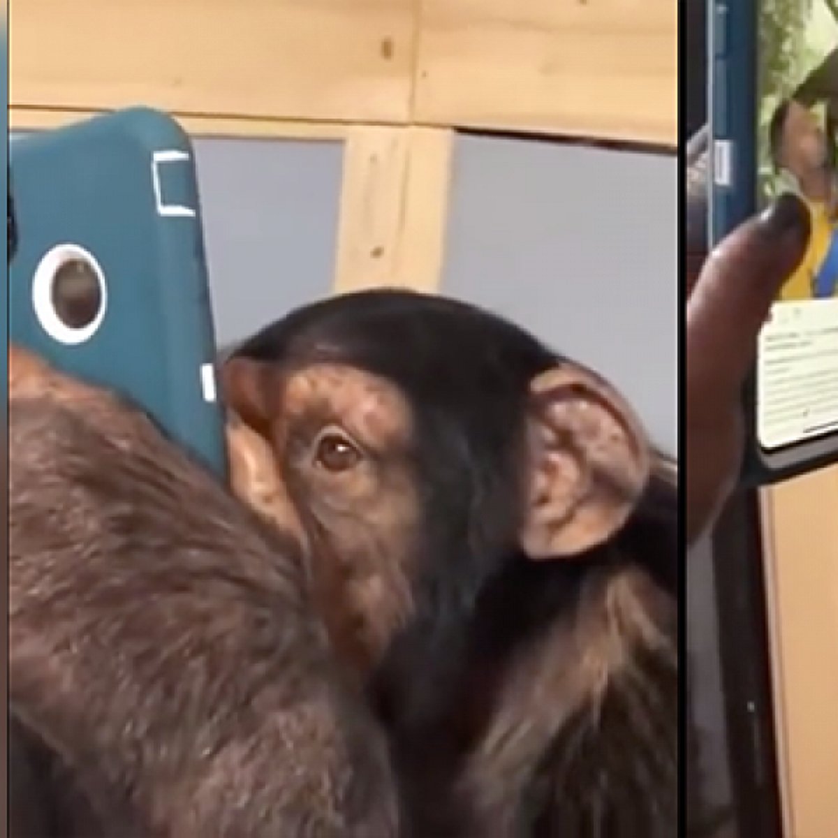 சிம்பன்ஸி ஸ்மார்ட்போன் பயன்படுத்திப் பார்த்திருக்கீங்களா?! பாருங்க # ...