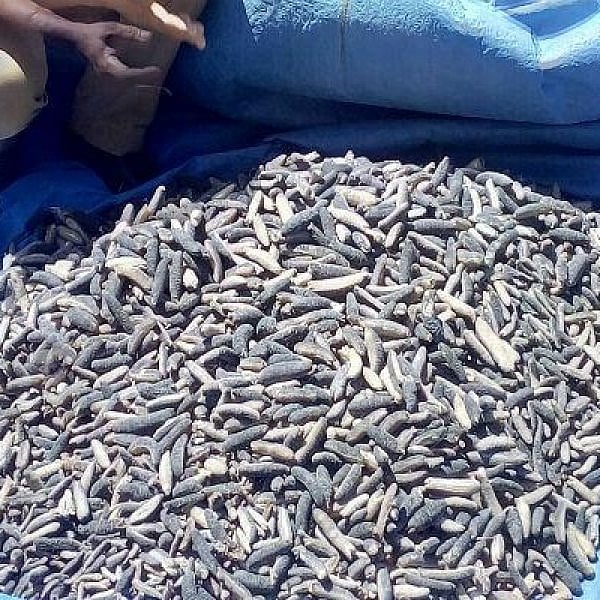 கடத்தப்படும் கடல் அட்டைகளை வைத்து என்ன செய்வார்கள்? கணிக்க முடியுமா ...