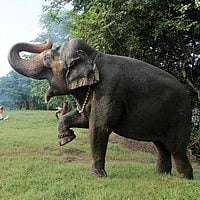 தொடங்கியது யானைகள் புத்துணர்வு முகாம்: ஸ்ரீரங்கம் ஆண்டாளுக்கு முதல் ...