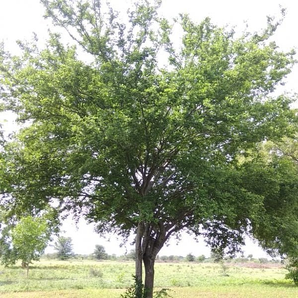 பல்லாயிரம் வோல்டேஜ் இடி தாங்கும் இடிதாங்கி மரம்... உண்மையா!? | myths ...