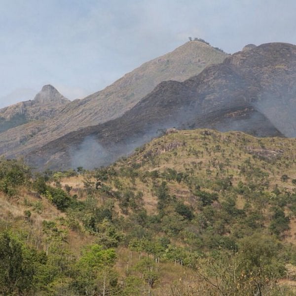 குரங்கணி காட்டுத் தீ விபத்து குறித்து விசாரிக்க விசாரணை அதிகாரி நியமனம் ...