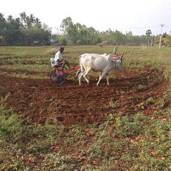 ஒற்றைக் கலப்பையால் உழவு ஓட்டும் மாட்டு வண்டி... சந்தையில் இது புதுசு ...