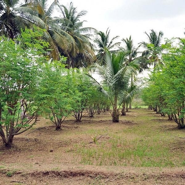 கொடுக்காப்புளி தந்த புதையல்... 5 ஏக்கரில் ஆண்டு வருமானம் 9 லட்சம் ...